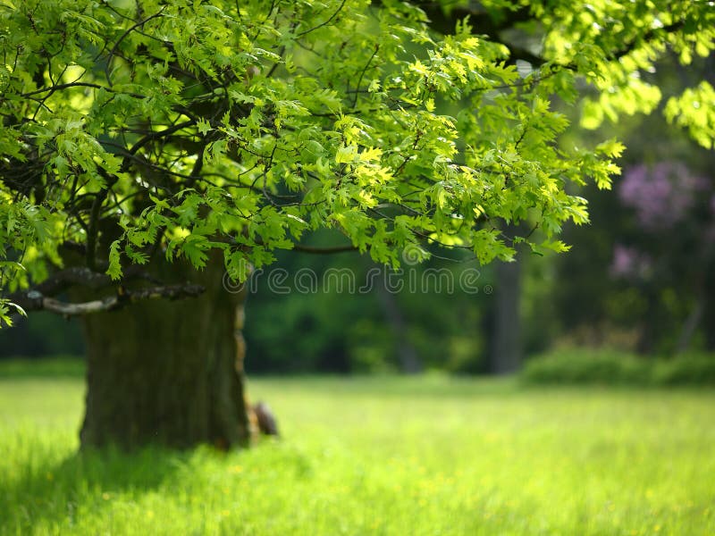 Spring Oak Tree with Colorful Leaves Stock Image - Image of natural ...
