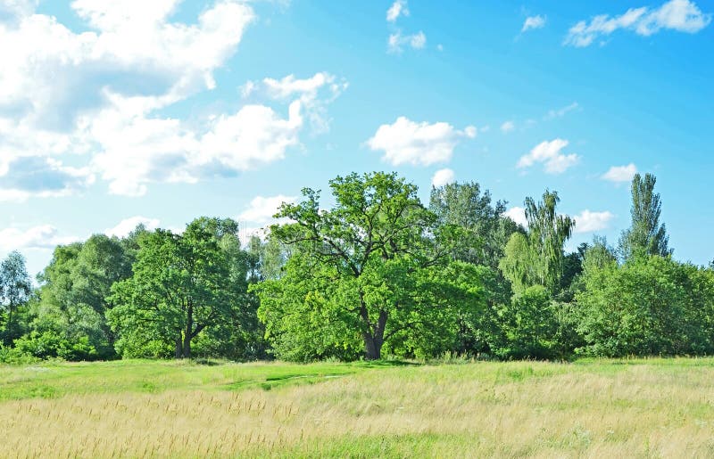 Spring oak tree stock image. Image of beauty, march, natural - 74363345