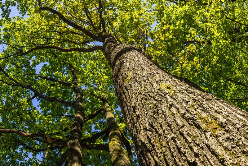 Spring Oak Tree from the Ground Perspective with May Green Leaves and ...