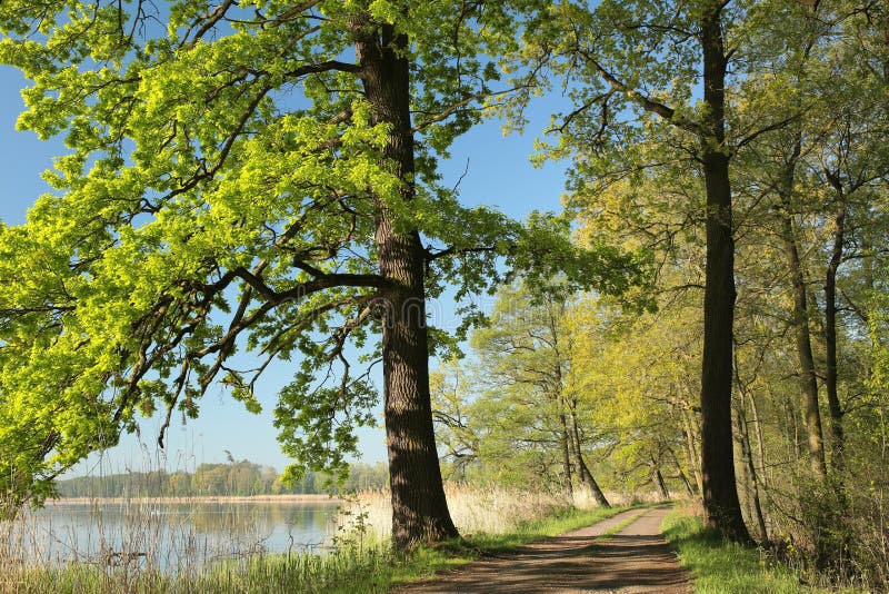 Spring Oak Tree on the Lake Shore Stock Photo - Image of dawn, nature ...