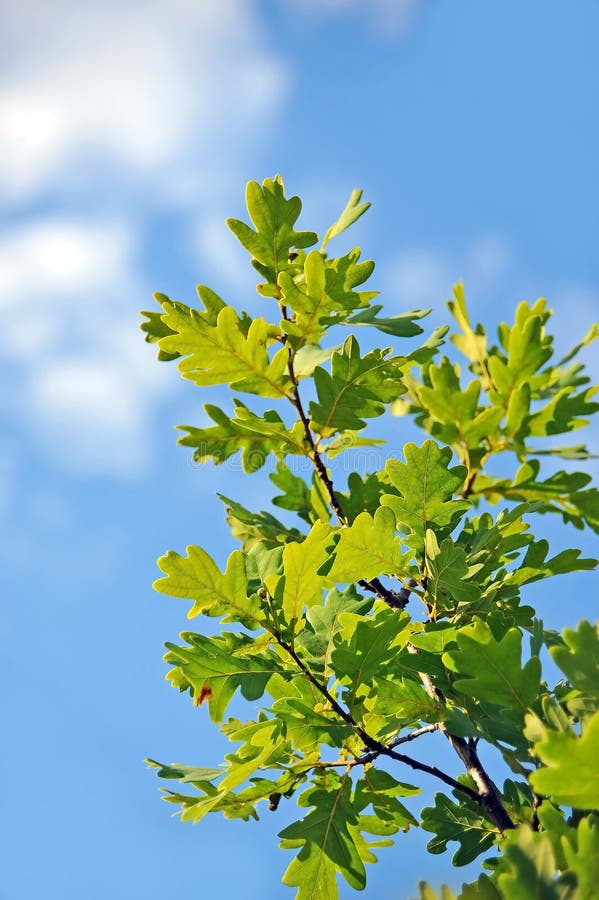Spring oak tree stock photo. Image of environment, blue - 82162496