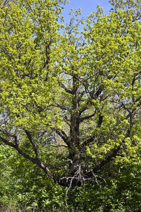 Spring oak stock image. Image of tree, bushes, woods - 35230721
