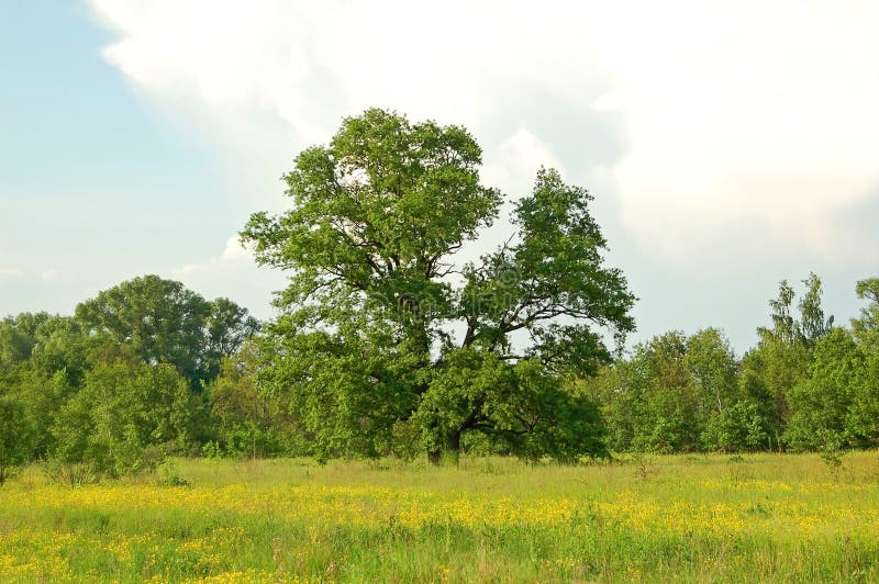 Spring oak tree stock image. Image of countryside, daylight - 105824439