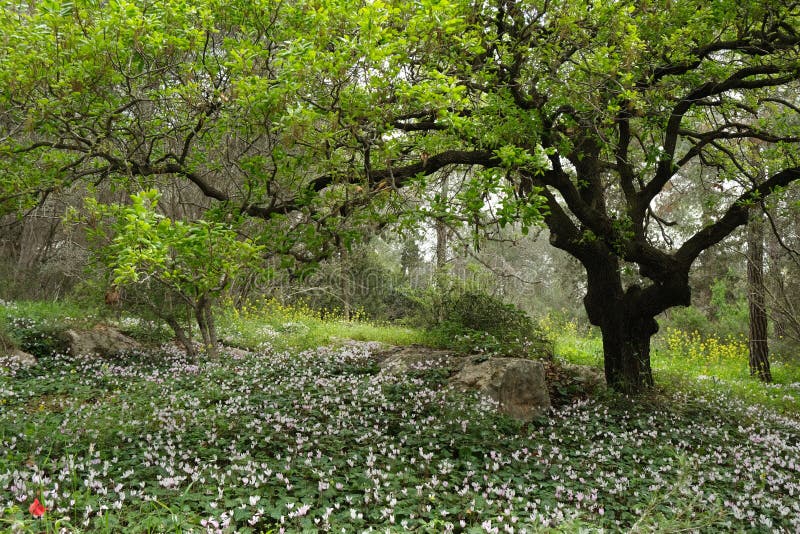 Spring Oak Tree Surrounded with Purple Flowers Stock Photo - Image of ...