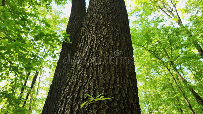 Spring Oak Trees in a Deciduous Forest Stock Footage - Video of leaf ...