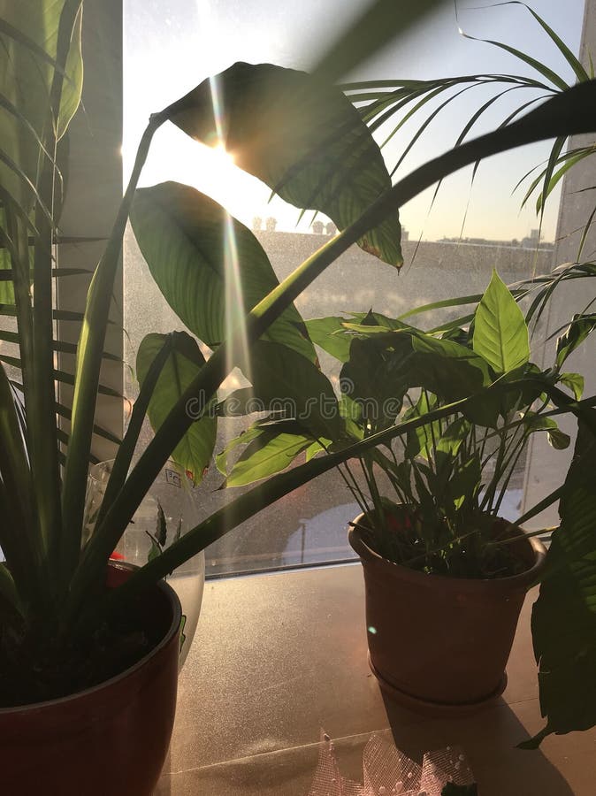 Spring editorial photo. Image of spring, office, sunshine - 112962486