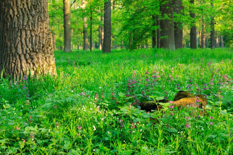 Spring in the Old and the Big Woods Stock Photo - Image of outdoors ...