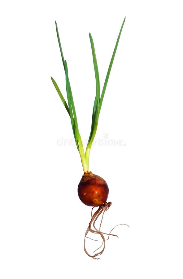 Spring onion stock photo. Image of vitamin, crop, fresh - 16669998