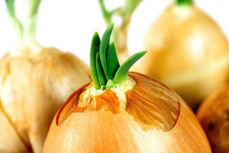 Peeling Onion stock photo. Image of peel, layers, bulb - 176134