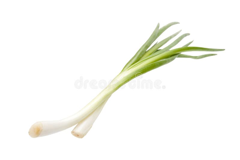 Spring onion stock photo. Image of leek, life, natural - 19530142