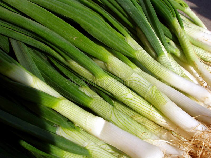 Spring onion stock image. Image of green, cooking, plenty - 416221