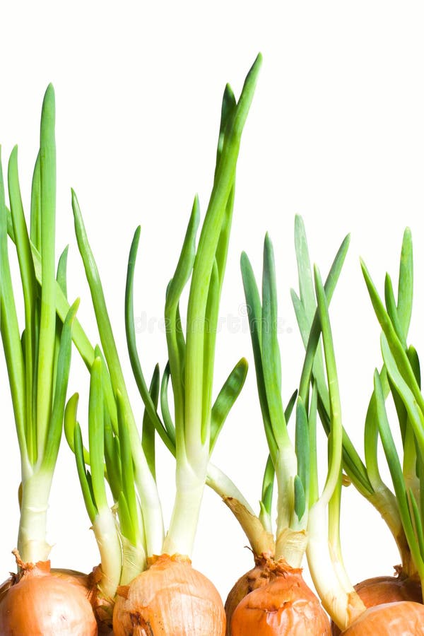 Chives Isolated stock photo. Image of chive, chives, diet - 6038516