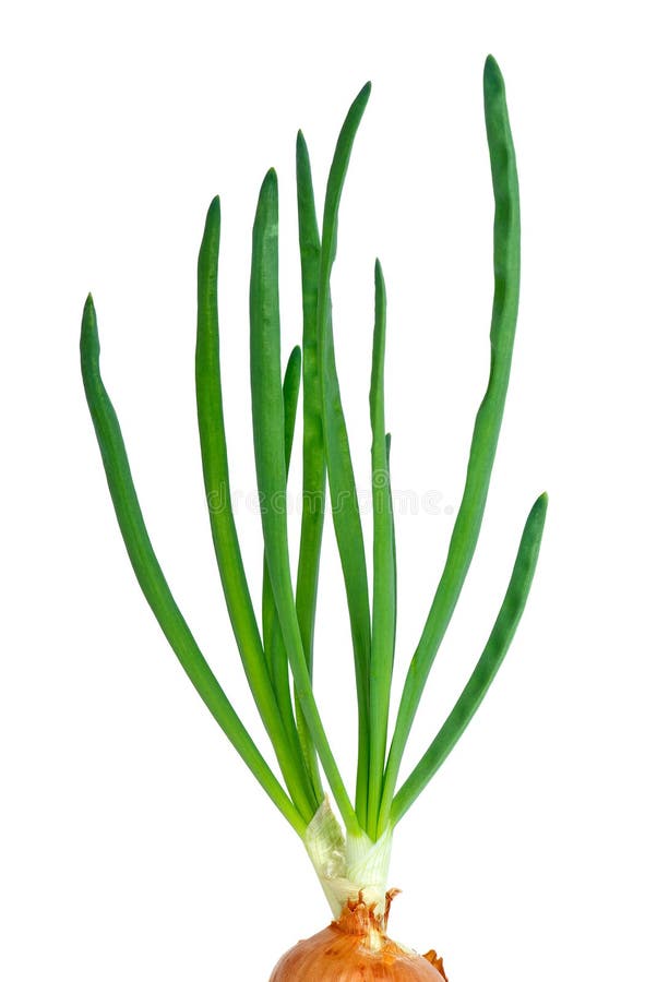 Spring onion stock photo. Image of healthy, vegetable - 8940678
