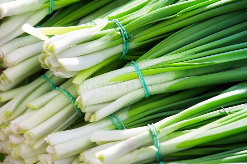 Spring onion stock image. Image of eating, agriculture - 76890045