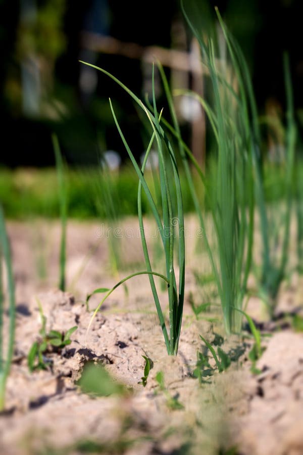 Farm Spring Onion Stock Images - Download 6,140 Royalty Free Photos