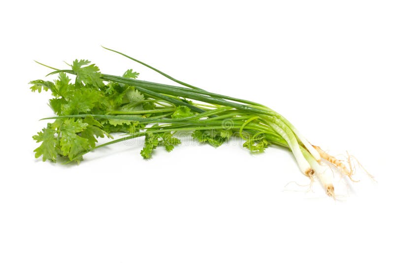 Spring Onion Grow in Used Water Bottle. Stock Photo - Image of leaf ...