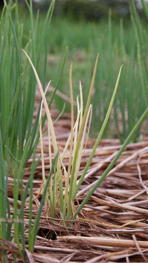 Spring Onion Disease on Field, Plant Disease Stock Photo - Image of ...