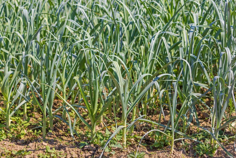 Spring Onion Field stock photo. Image of vegetable, grown - 241504624