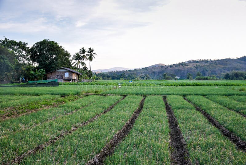 Spring Onion Field stock image. Image of springonion - 52346191