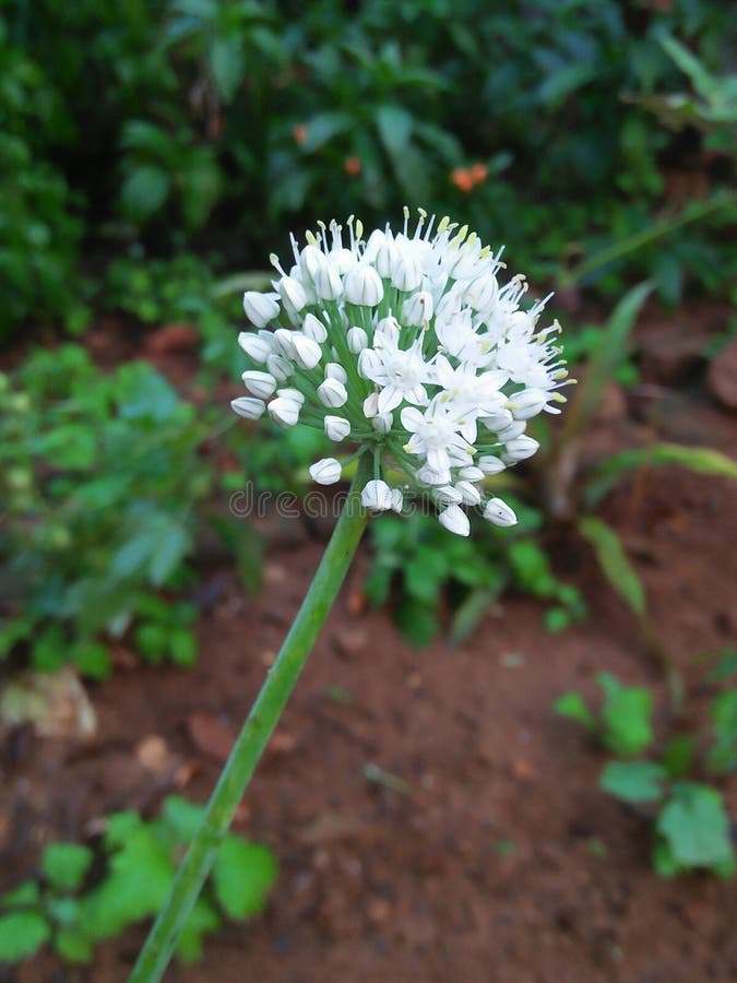 Spring onion flower stock photo. Image of spring, littileflowers ...