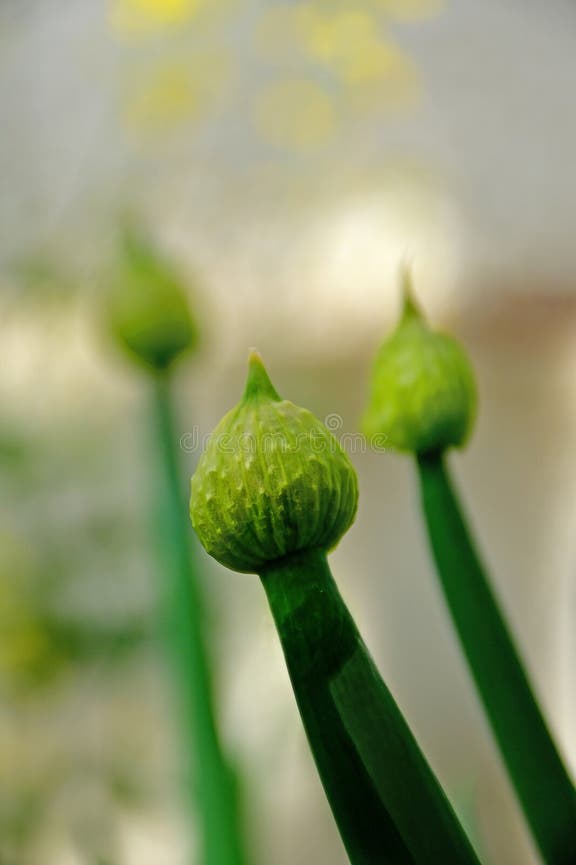 Spring Onion with Flower and Blurred Background Stock Photo - Image of ...