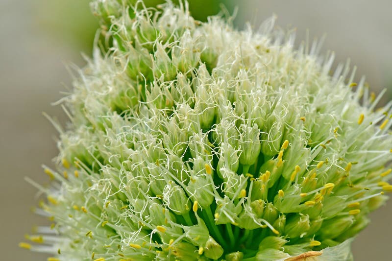 Spring Onion with Flower and Blurred Background Stock Image - Image of ...
