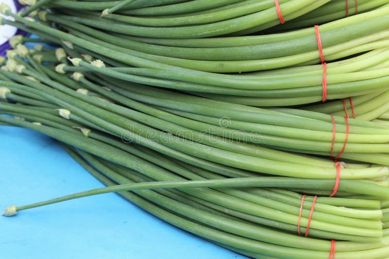 Spring onion flower stock photo. Image of plant, onion - 100833014
