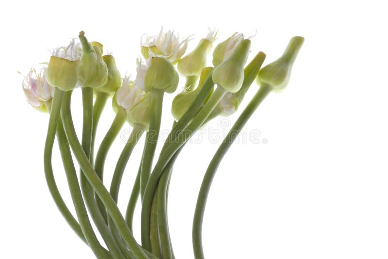 Spring onion flowers stock image. Image of stalks, plant - 6805243