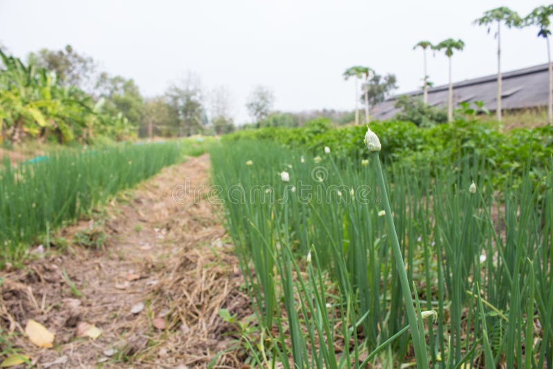 Spring onion in garden stock image. Image of countryside - 70767641