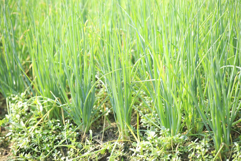 Spring Onion flower stock image. Image of flowers, flower - 43083725