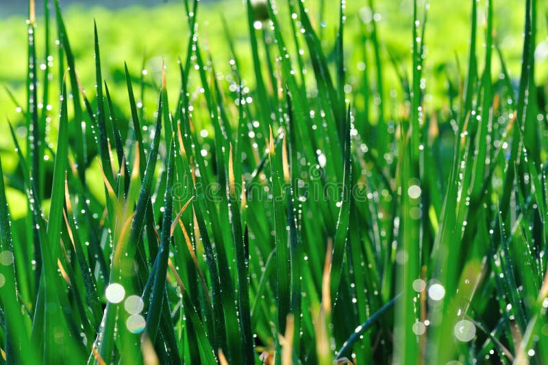 Spring onion stock image. Image of crops, cultivation - 48595969
