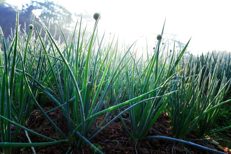Spring onion stock image. Image of bulb, color, grow - 48597537