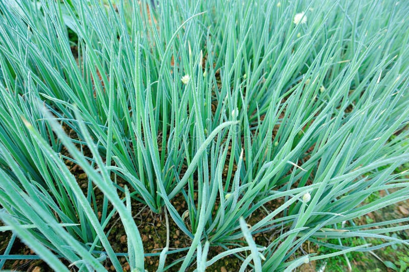 Spring onion stock image. Image of farmland, crops, leaves - 48597845