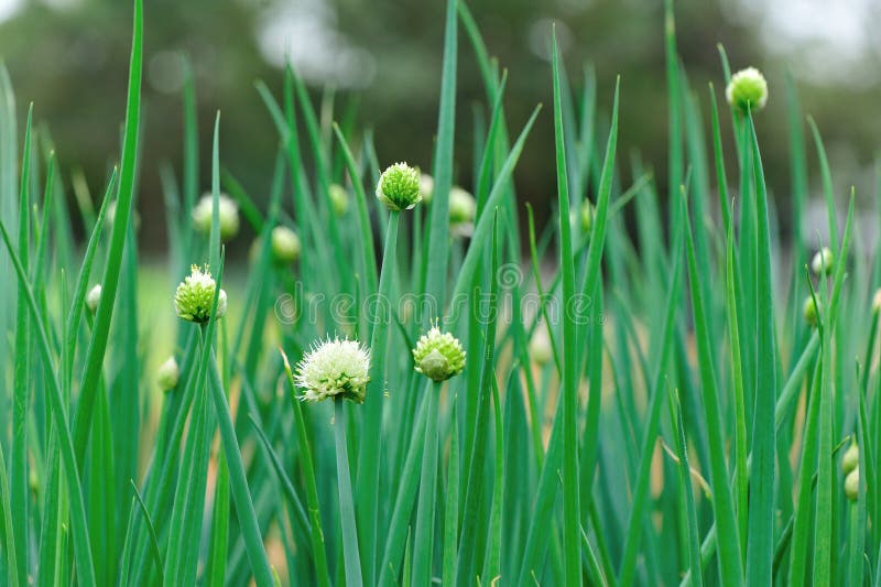 Spring onion stock image. Image of leaf, cropland, flavor - 49220285