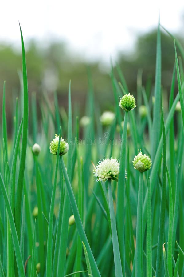 Spring onion stock image. Image of agriculture, glittering - 49220323