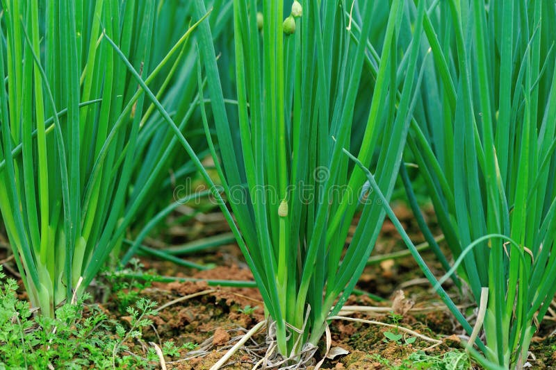 Spring onion stock photo. Image of cultivate, green, drop - 49224030