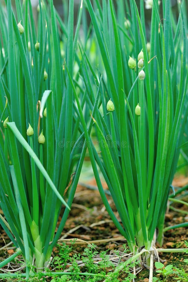 Spring onion flower stock image. Image of land, farm - 30550723