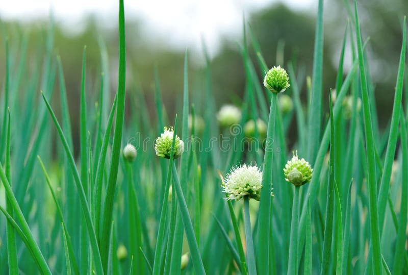 Spring onion stock image. Image of green, dewdrop, fresh - 49224075