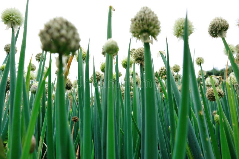 Spring onion stock photo. Image of crops, fresh, cultivate - 51305622