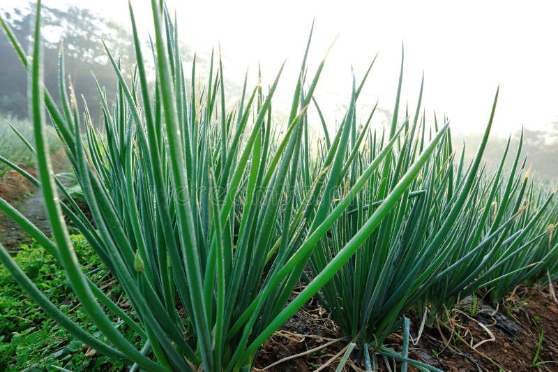 Spring onion flower stock image. Image of land, farm - 30550723