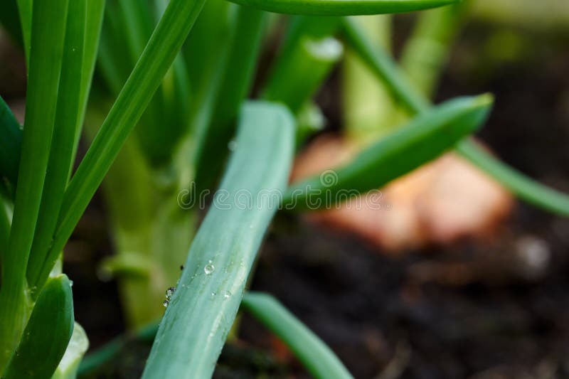 Spring Onion Growing in Soil Stock Image - Image of gardening, healthy ...