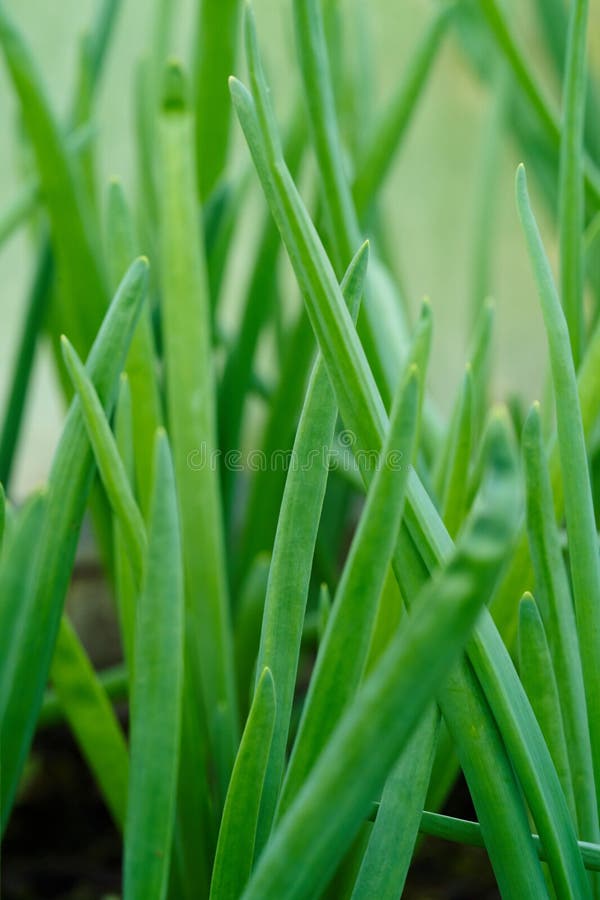 Spring Onion Growing in Soil Stock Image - Image of care, agriculture ...