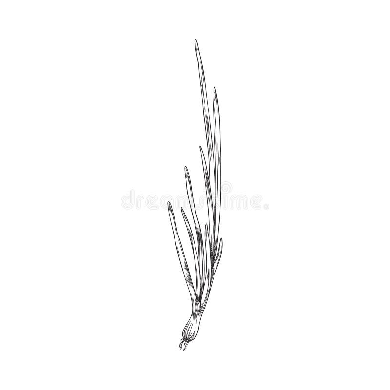 Spring Onion in Ink Hand Drawn Style Vector Illustration Isolated on ...