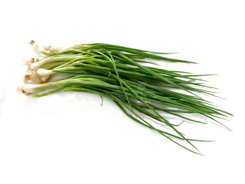 Spring Onion Isolate on White Background Stock Photo - Image of plant ...