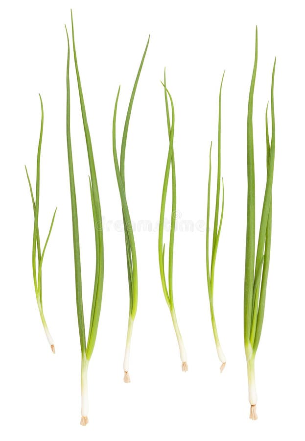 Spring onion stock image. Image of onion, salad, onions - 74139773