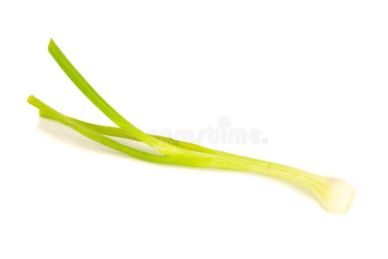 Spring Onion Isolated on the White Background Stock Photo - Image of ...