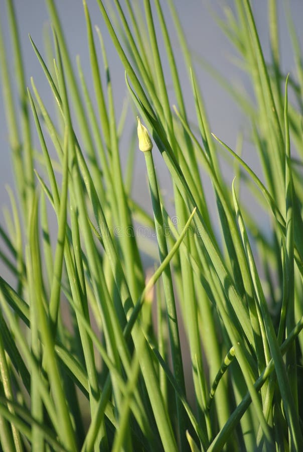 Spring onion flower stock image. Image of onion, flower - 56711569
