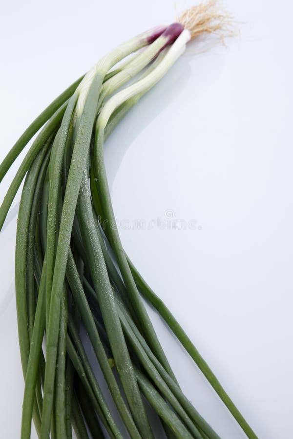 Spring onion stock photo. Image of care, flora, freshness - 63908512