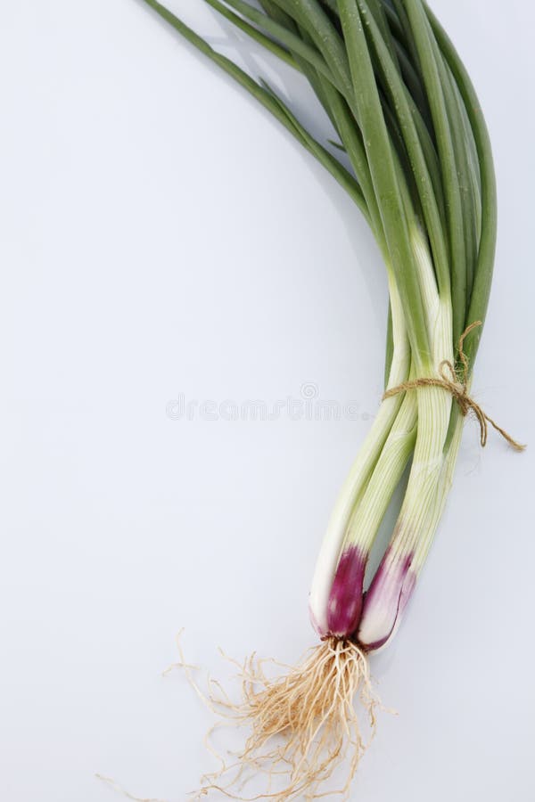 Spring onion stock image. Image of healthy, flora, natural - 63908549