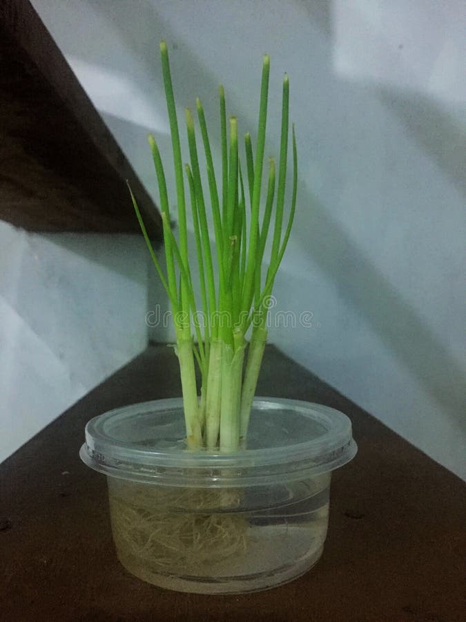 Spring onion stock image. Image of plant, vegetable - 187380075